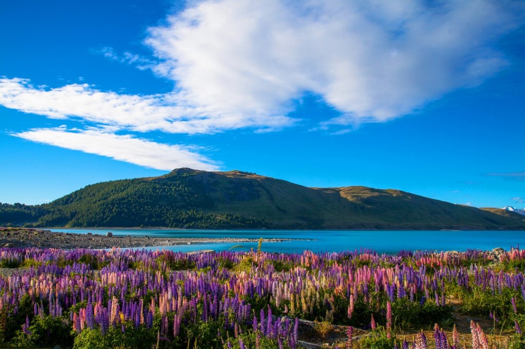 Lago Tekapo na Nova Zelândia está ainda mais colorida com os lupins ...