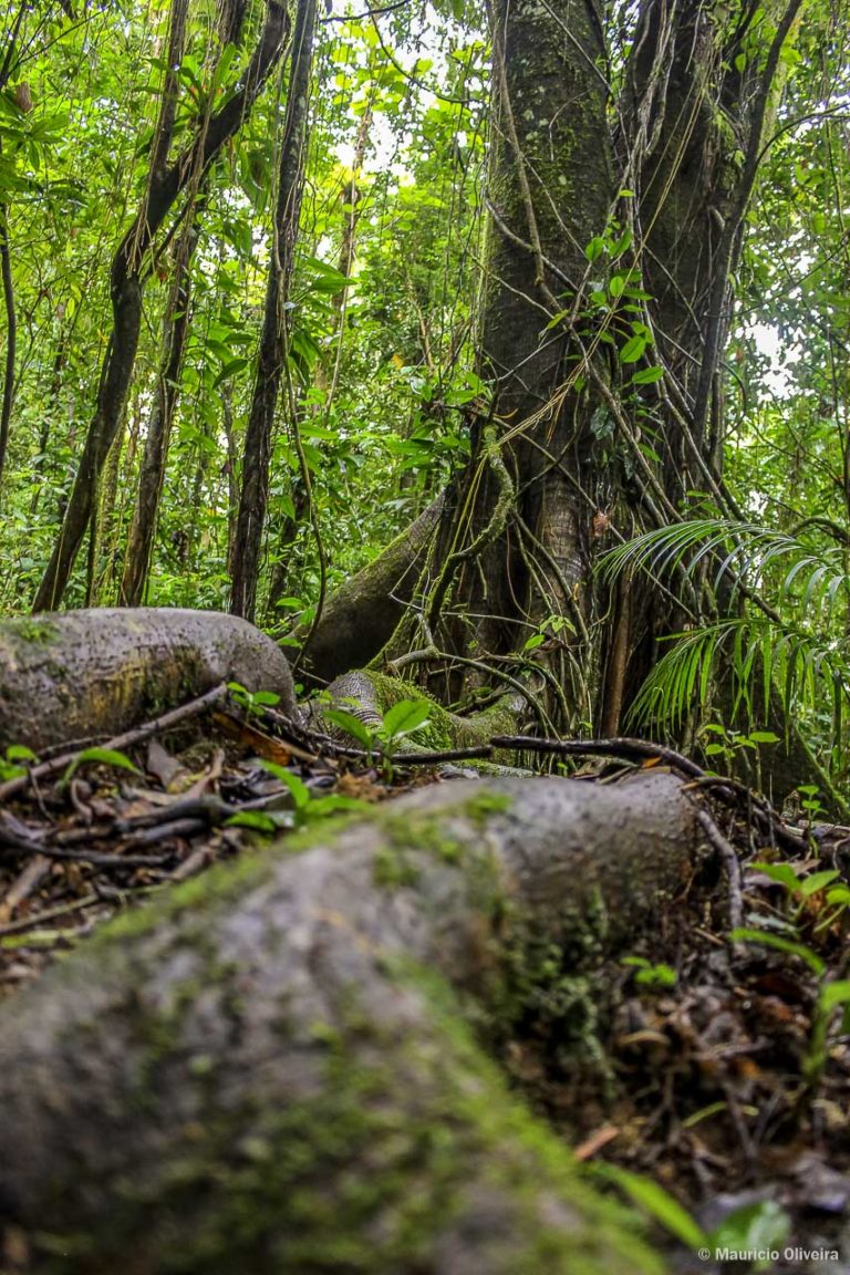 Ekôa Park - Novo parque de aventuras em Morretes - Trilhas e Aventuras